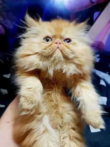 "pure shower" no Brasil