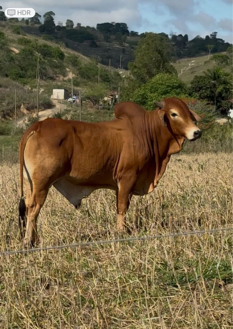 Venda permanente de tourinhos registrados da raça sindi - Animais para ...