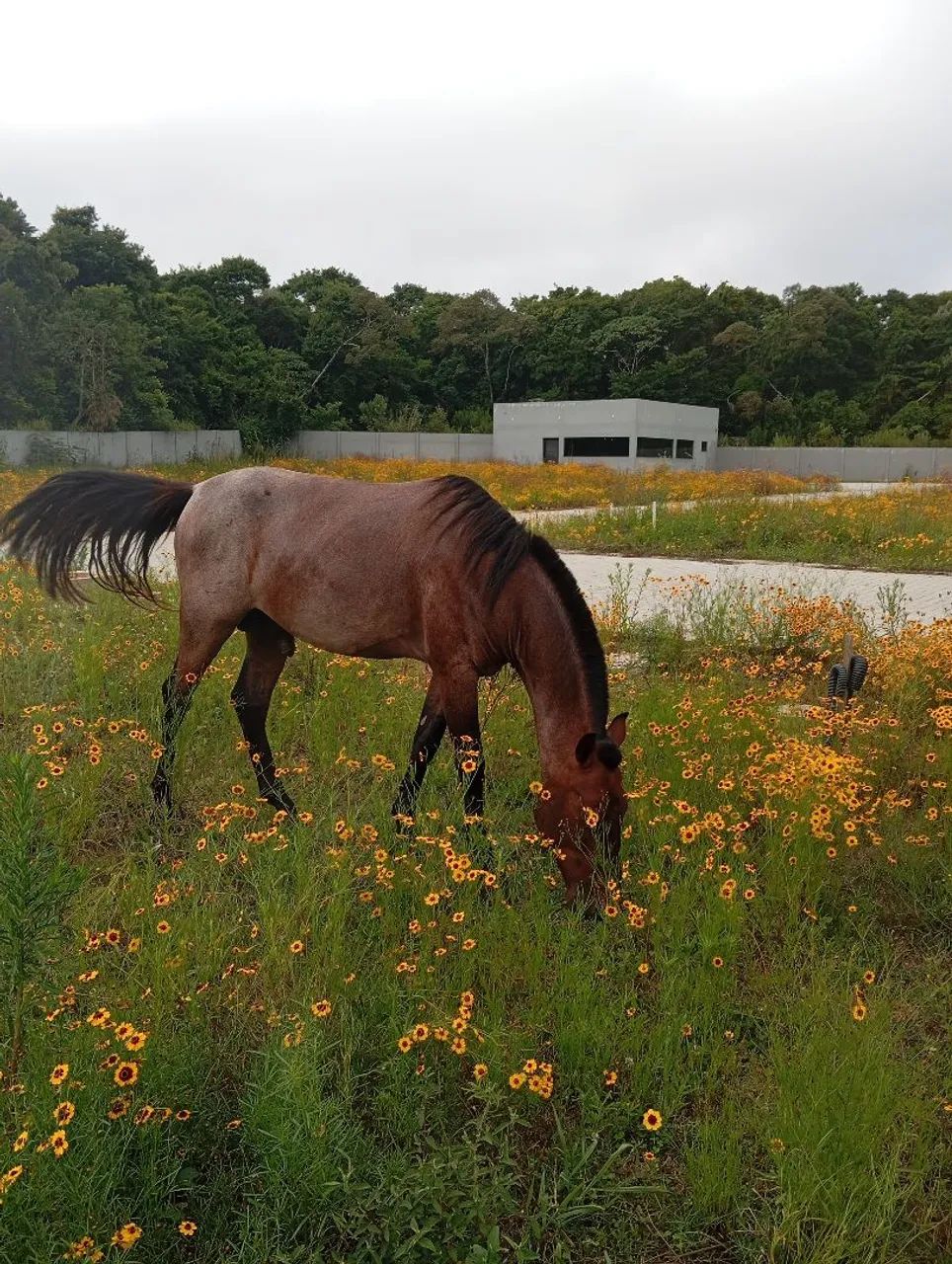 Cavalo mangalarga cuiudo - Animais para agropecuária - Santa Cândida ...