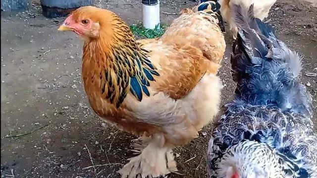 "raca brahma" no Brasil