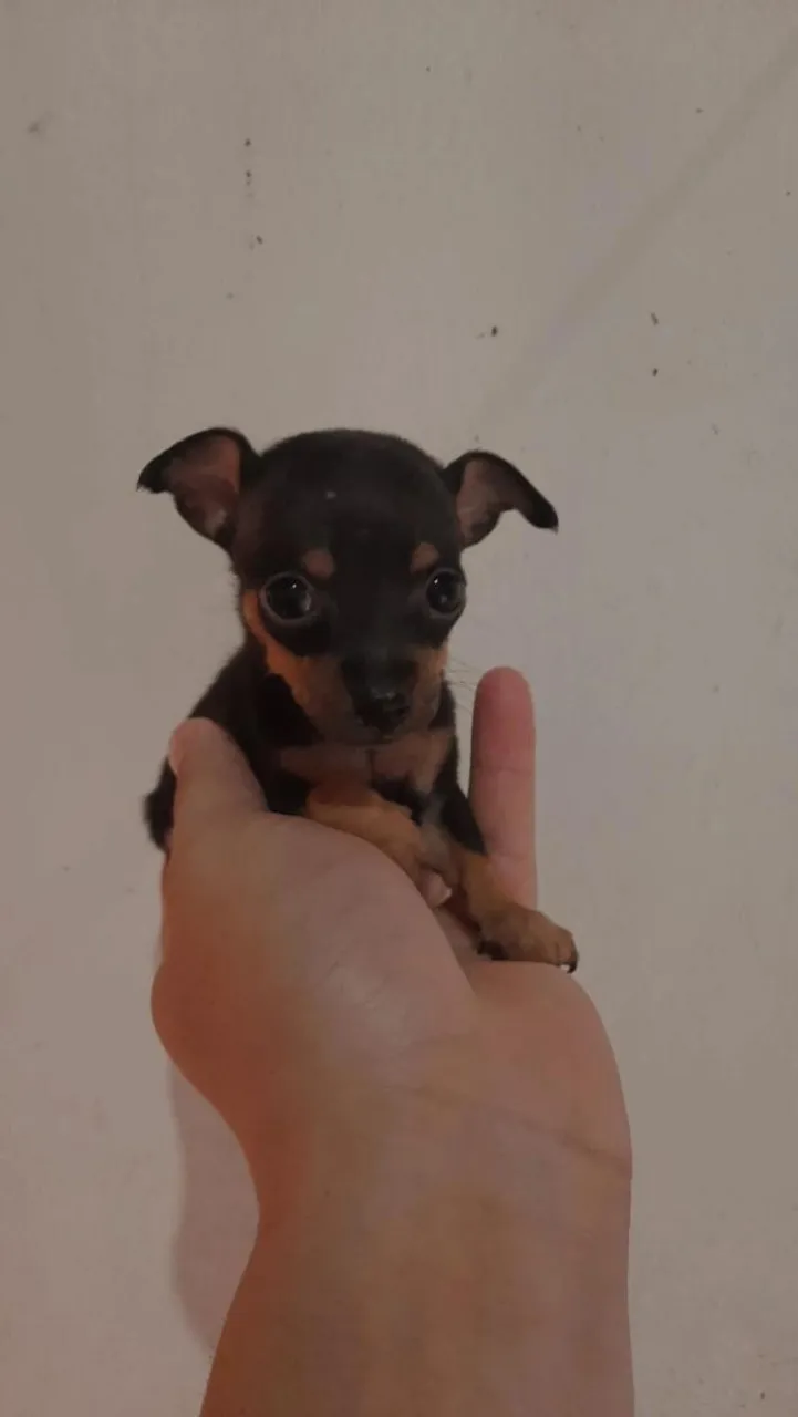 "pinscher 0" - Cachorros no Brasil
