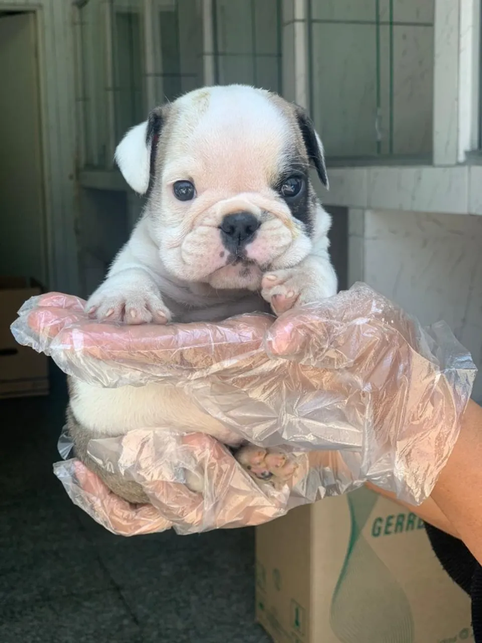 "filhotes de cachorro bulldog ingles" - Cachorros no Brasil