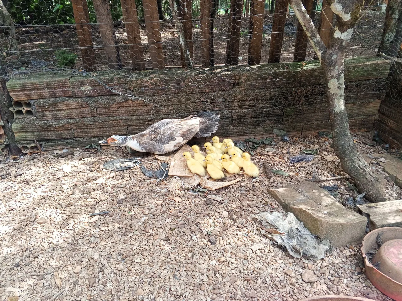 "filhotes de patos" - Outros animais no Brasil