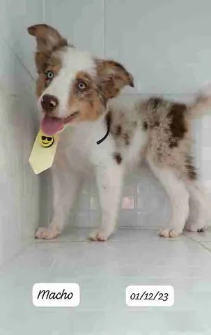 "bode filhote" no Brasil