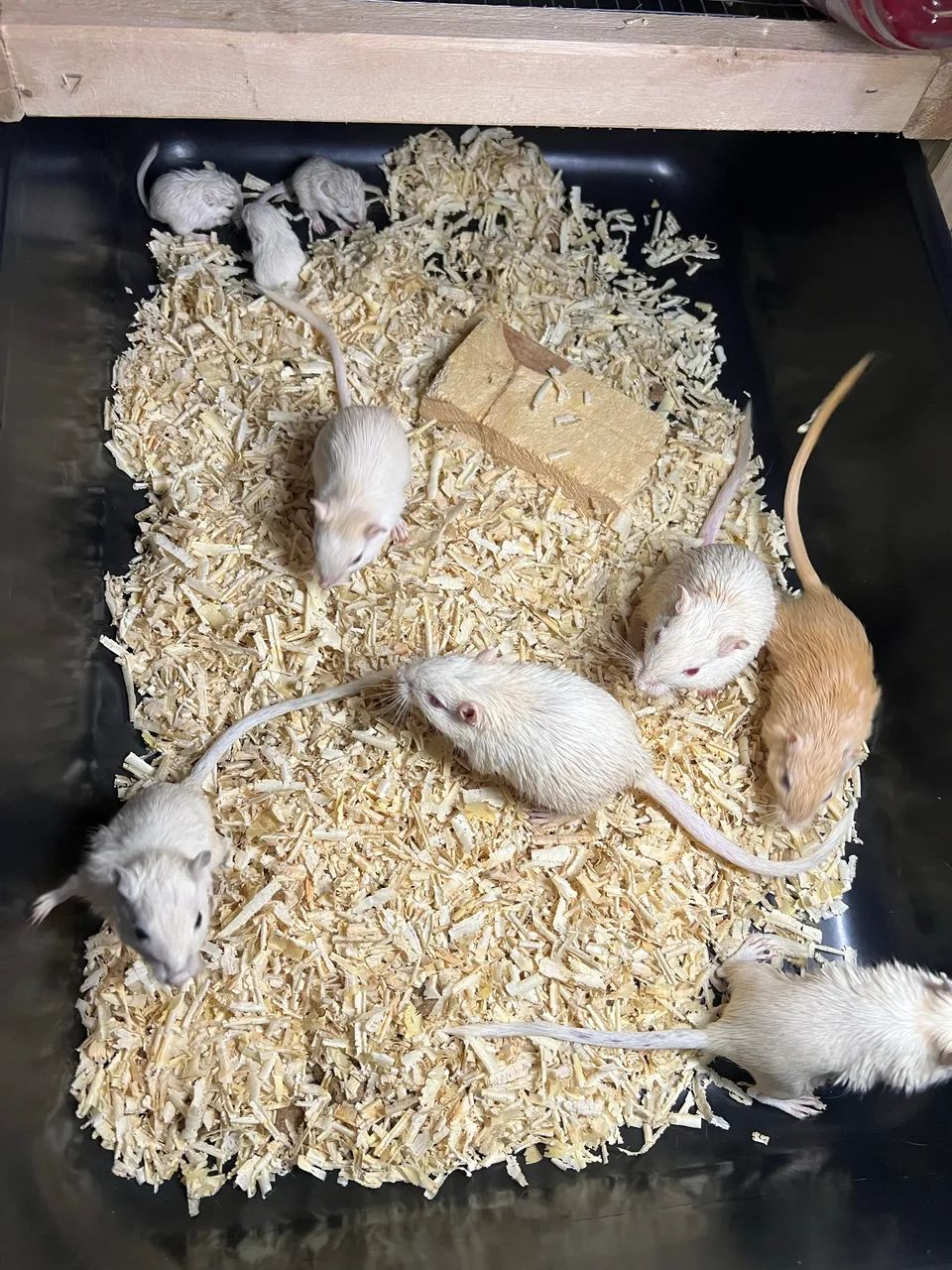 Gerbil Pet - Roedores - Santana, Cariacica 1466790991 | OLX
