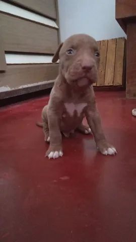 Filhotes de pit monster | +1213 anúncios na OLX Brasil