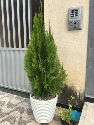 "tuia holandesa" no Brasil