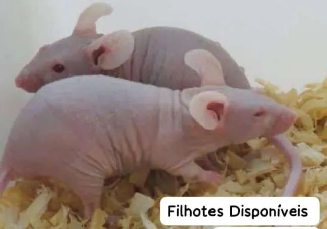 "rato hairless" no Brasil