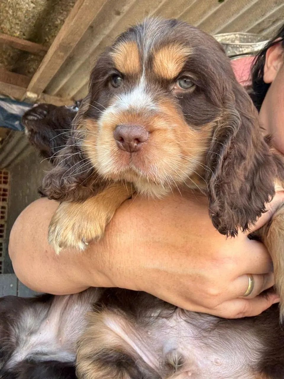 Cocker Spaniel Inglês todas as cores - Cachorros - Jardim Santa Bárbara ...