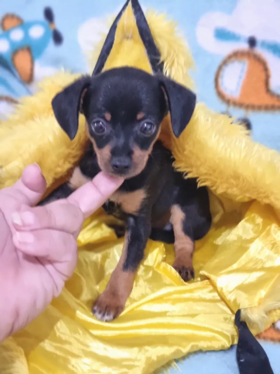 "pinscher 0" - Cachorros no Brasil