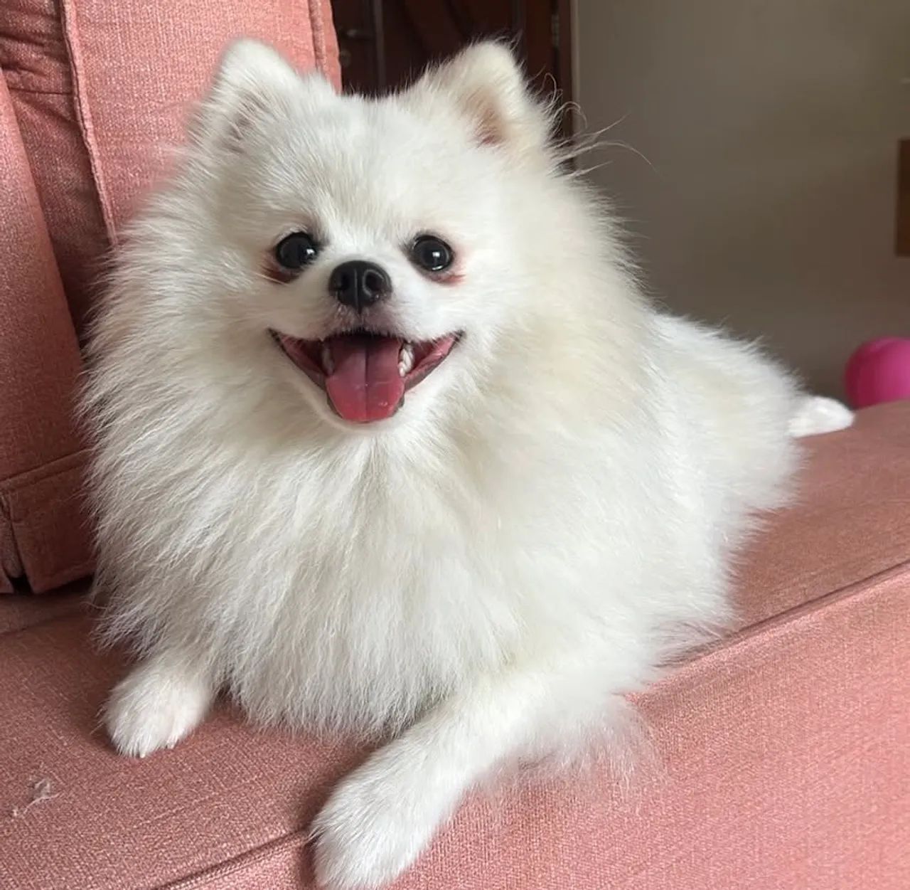 Procura-se uma princesinha Lulu para um príncipe apaixonado! - Cachorros - Costeira do Pirajubaé ...