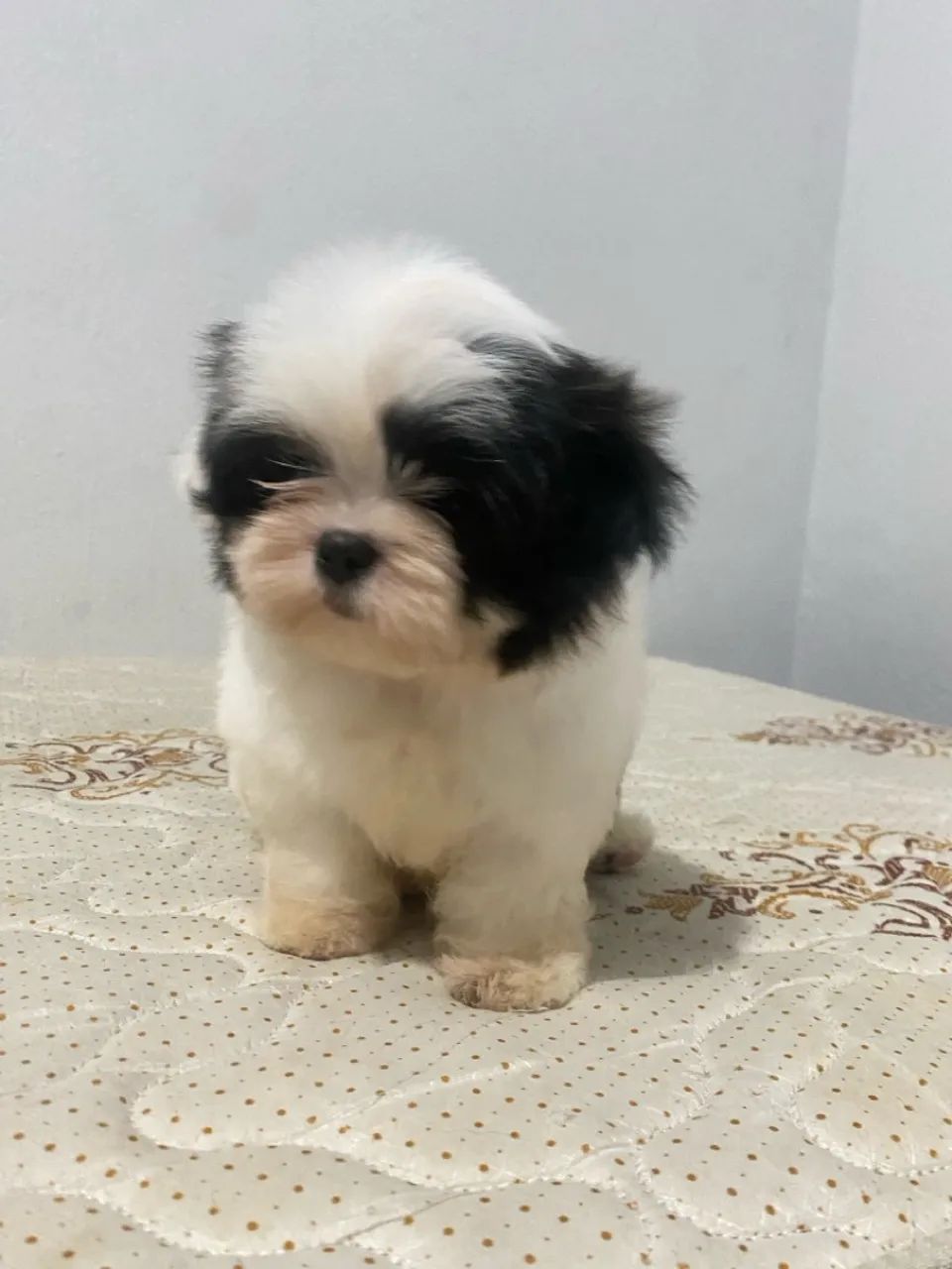 Filhote Shih Tzu - Fofinho e Carinhoso - Cachorros - Jardim Umuarama ...