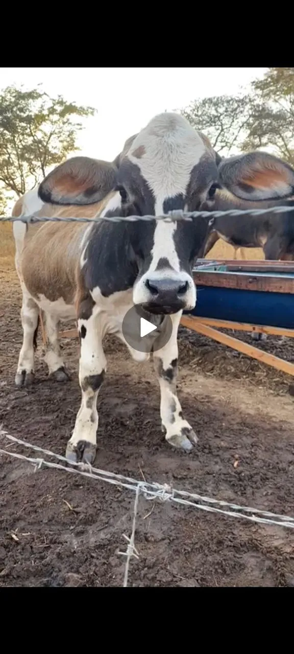 "mini vaca" - Animais para agropecuária no Brasil