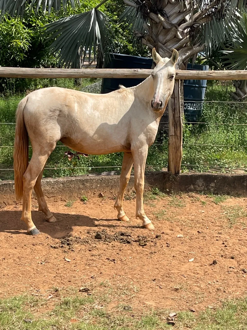 "potros e potras" no Brasil