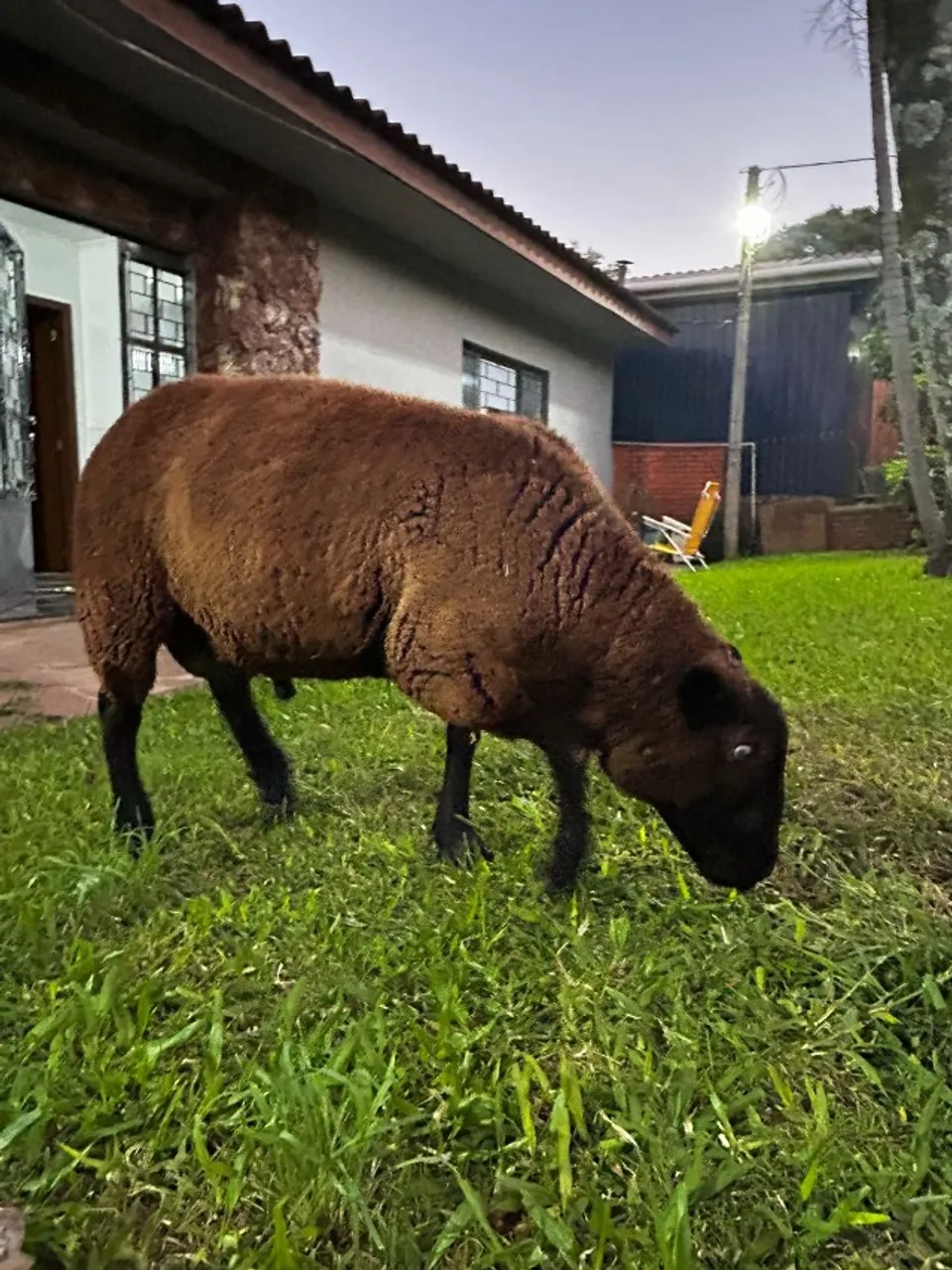 "carneiro reprodutor santa ines" - Animais para agropecuária no Brasil