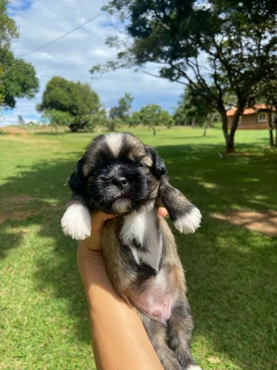 Filhote Shih Tzu Fofo fêmea - Cachorros - Campos Lindos, Cristalina ...