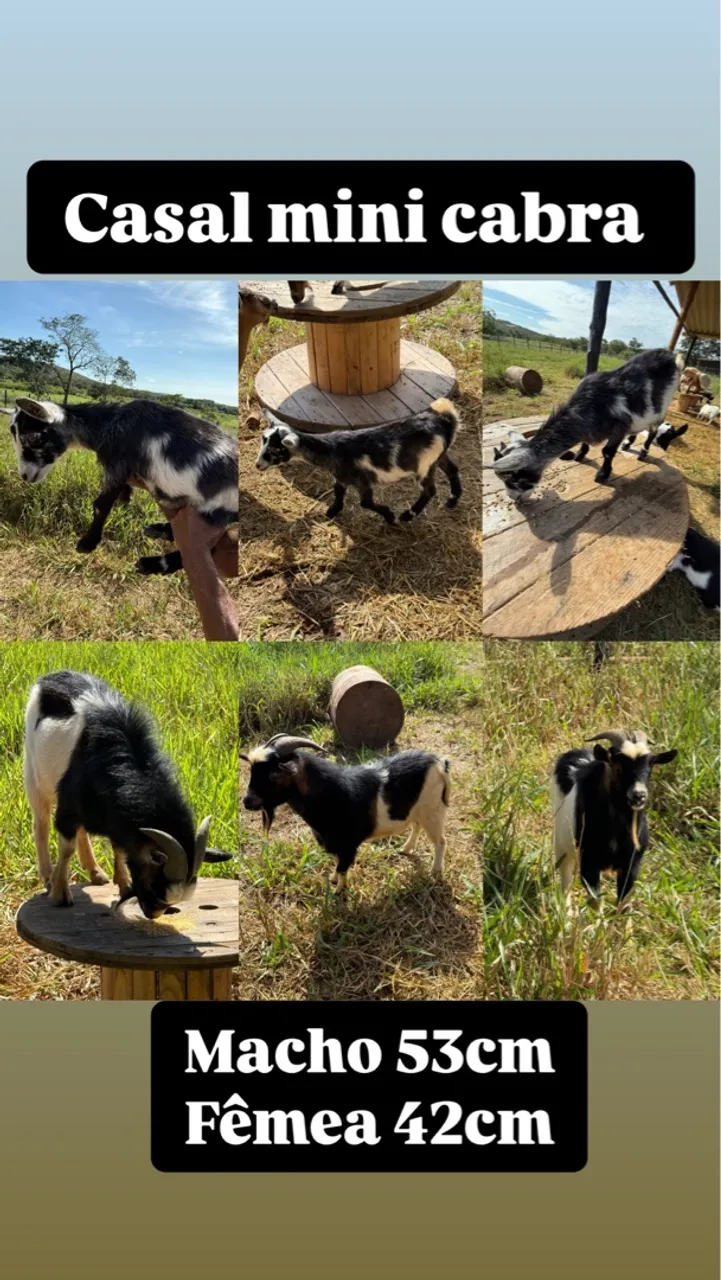 "mini cabras" no Brasil