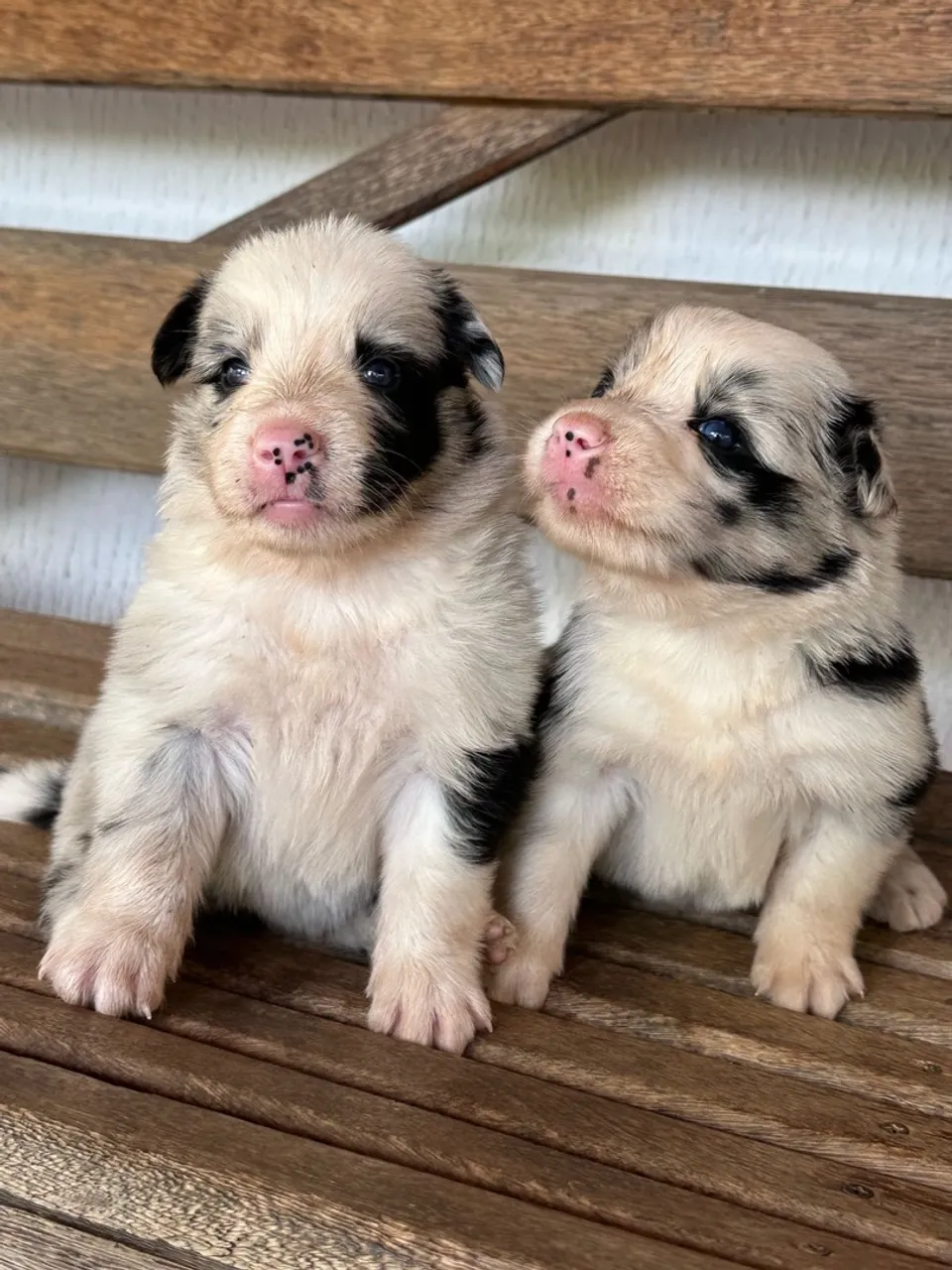 "bode filhote" no Brasil