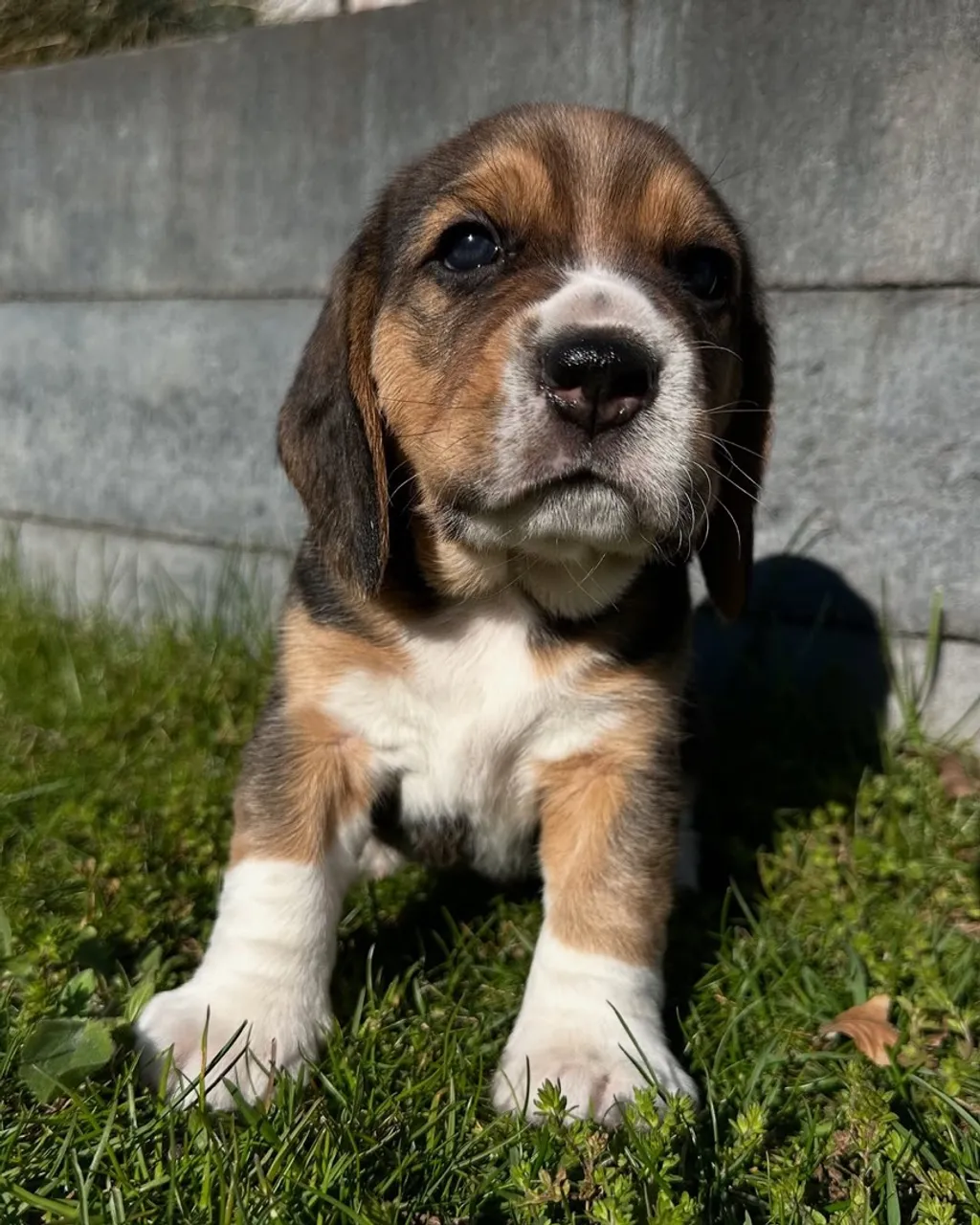 "filhotes de cachorros beagle" - Cachorros no Brasil
