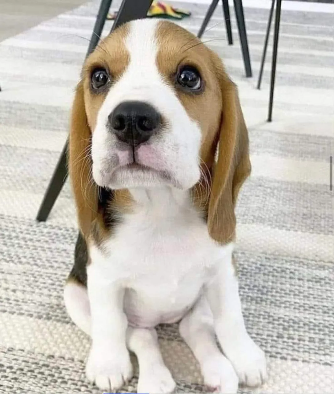 "filhotes de cachorros beagle" - Cachorros no Brasil