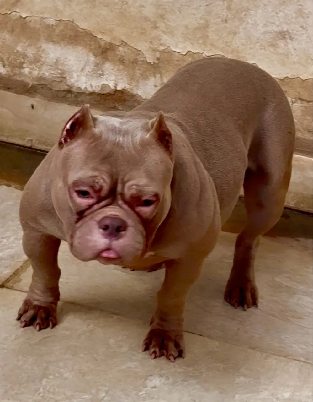 "american bully micro" - Cachorros no Brasil