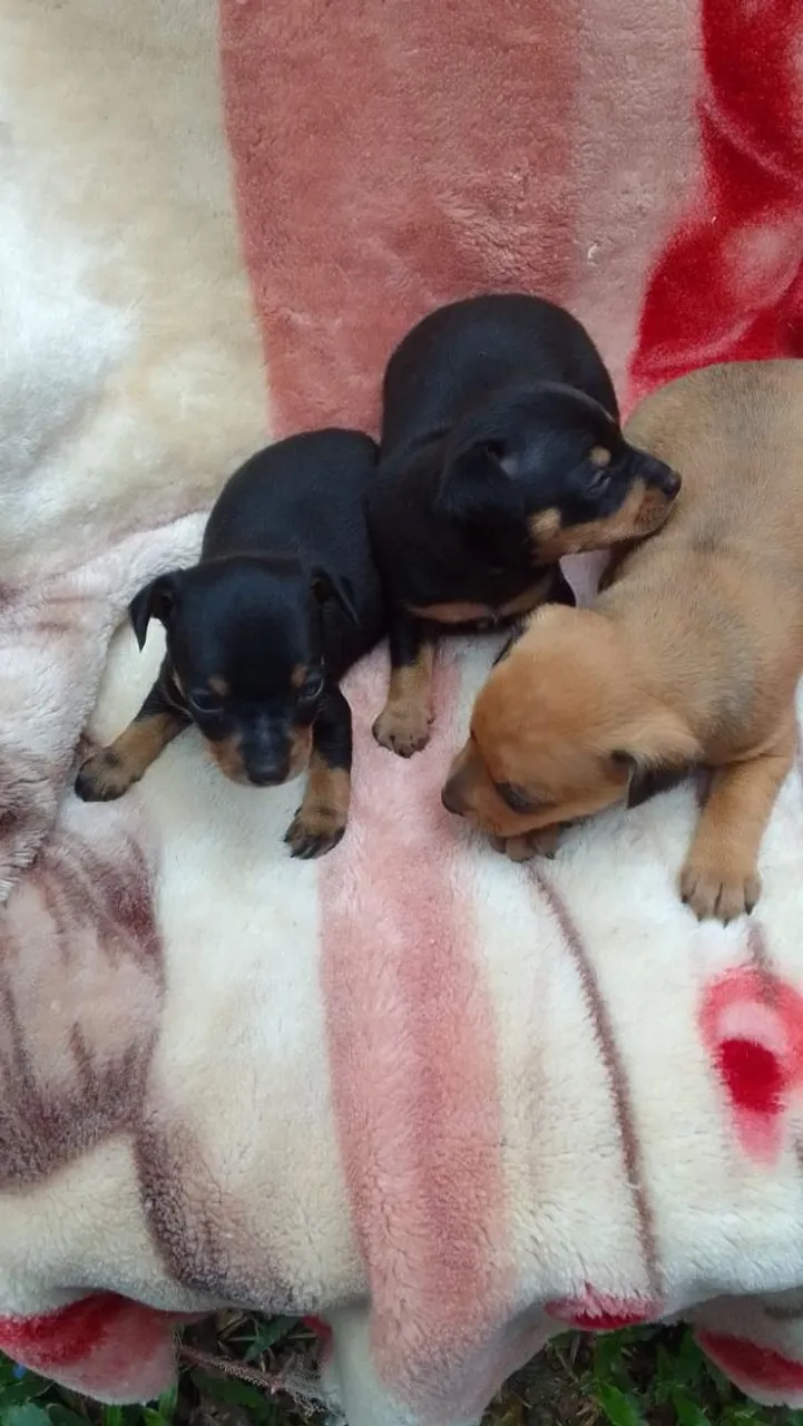 "cachorros pinscher 00" - Cachorros no Brasil