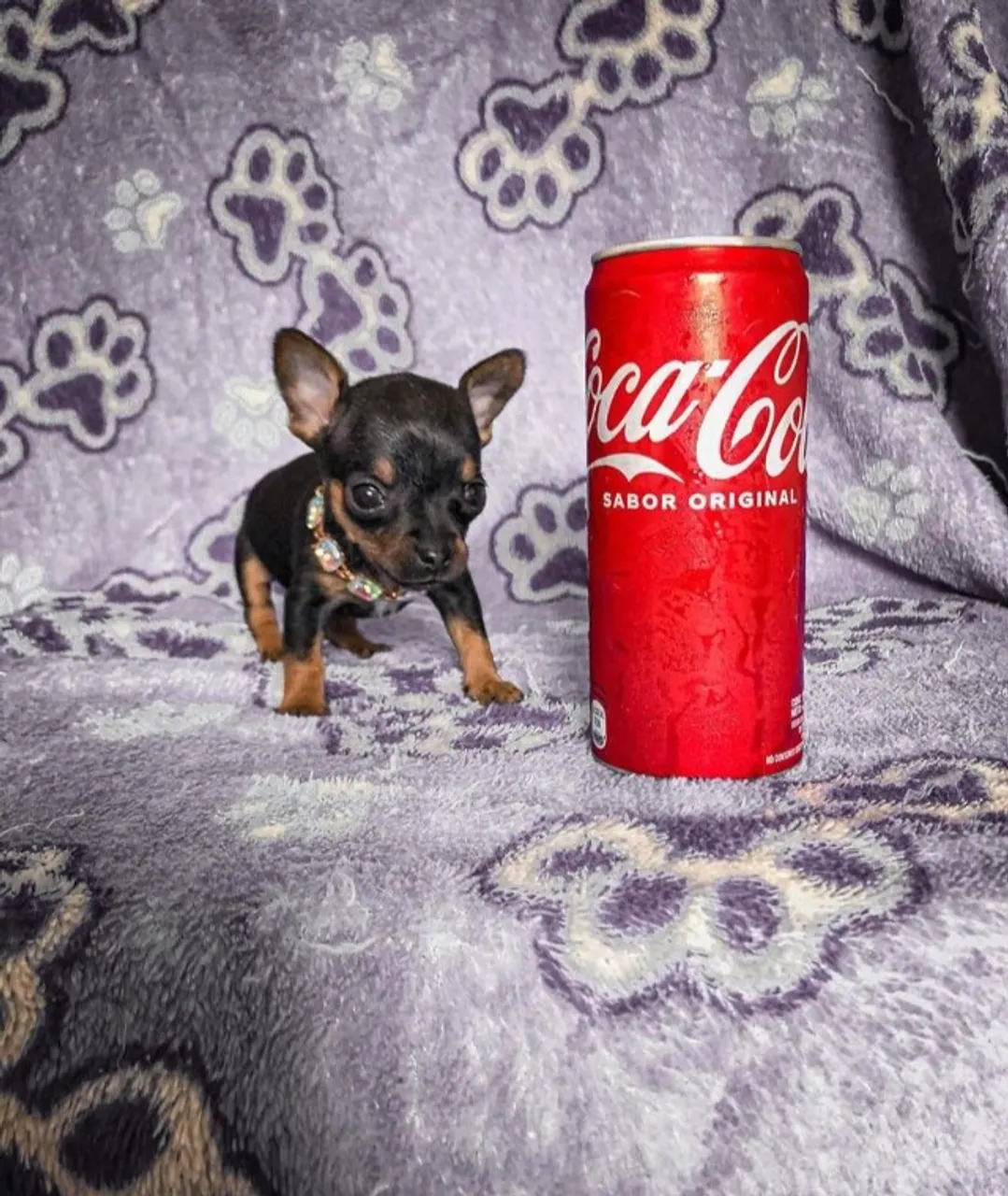"pinscher 0" - Cachorros no Brasil