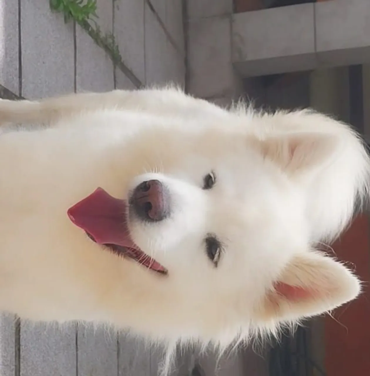 "samoieda femea" - Cachorros no Brasil