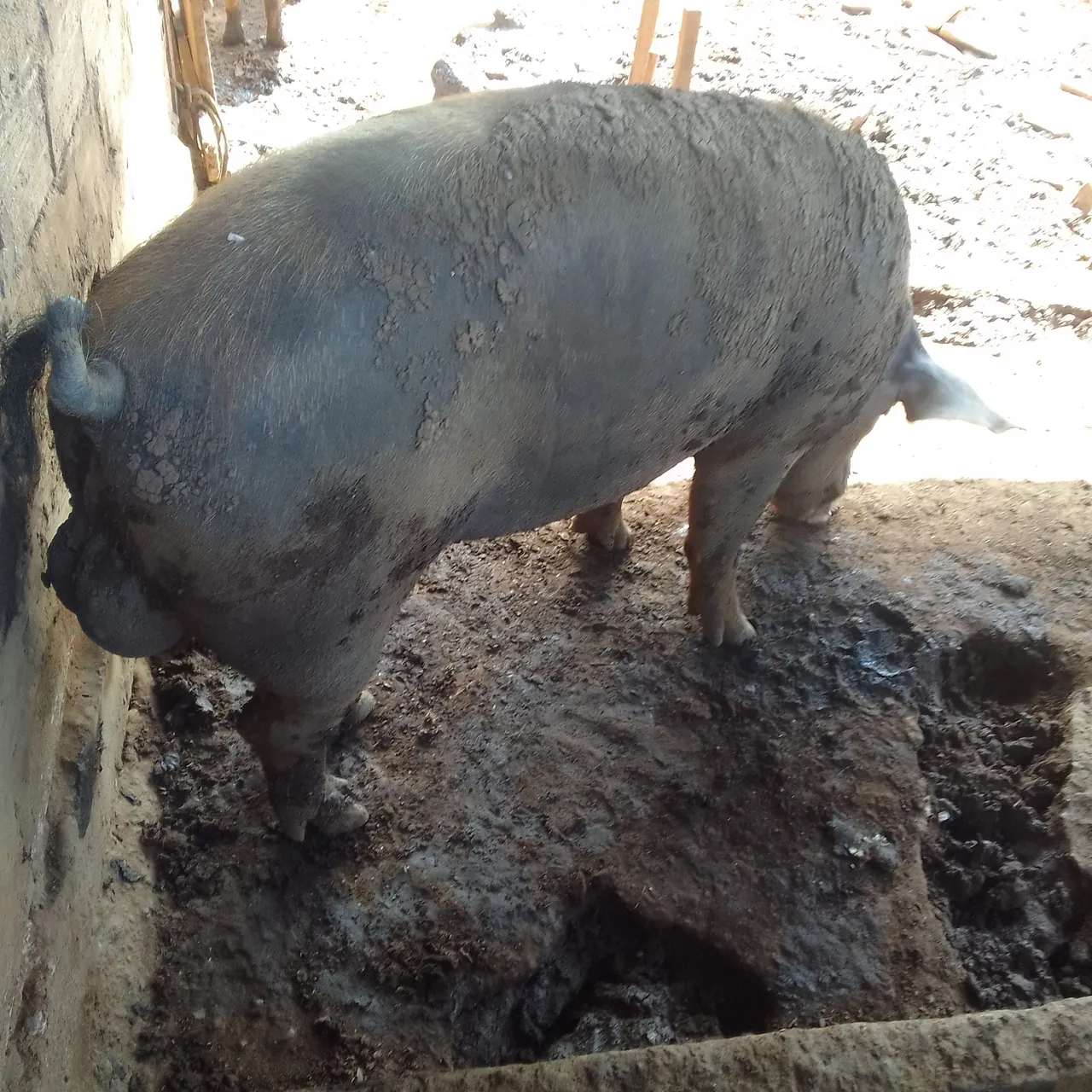 "porco 4 pernil" no Brasil