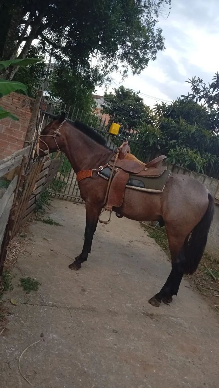 Cavalo mangalarga cuiudo - Animais para agropecuária - Santa Cândida ...