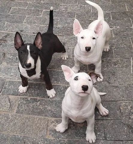"bull terrier mini" no Brasil