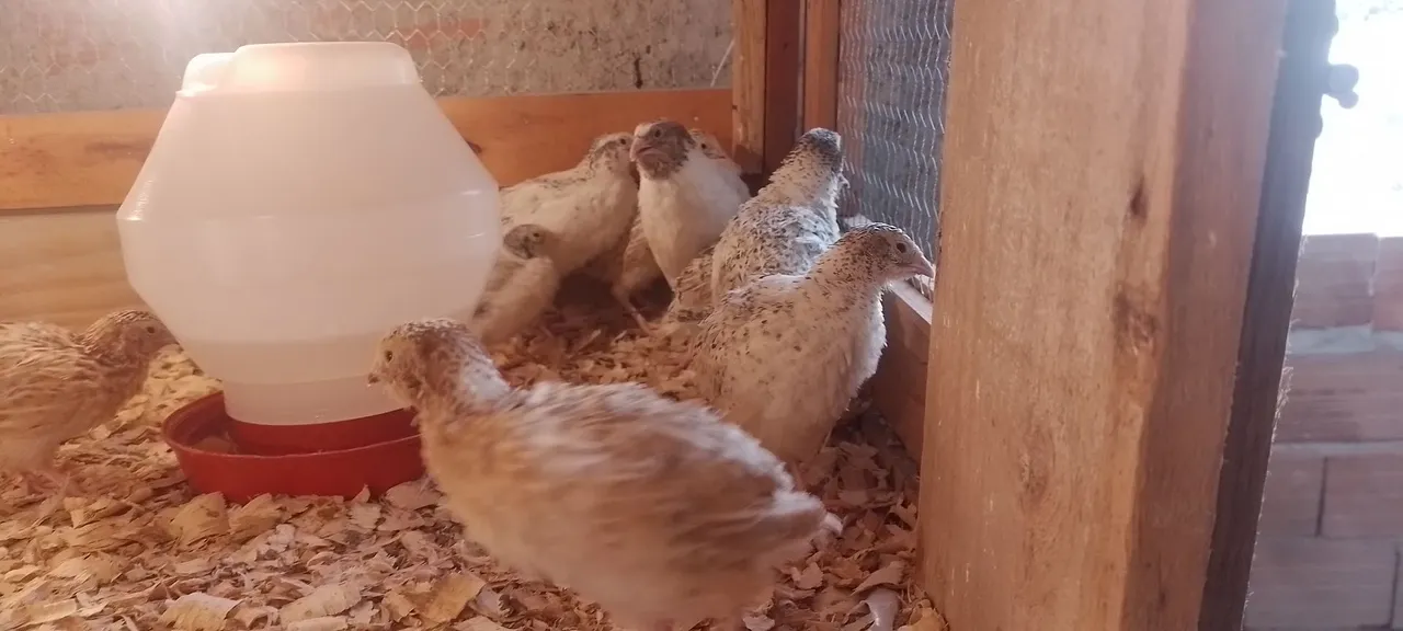 "codornas gigantes" - Outros animais no Brasil
