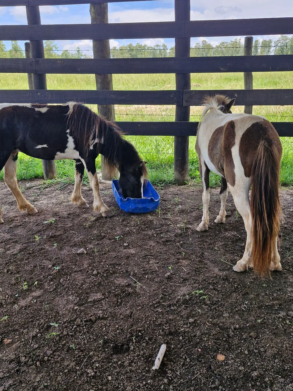 Cavalos na Grande Campinas e região, SP