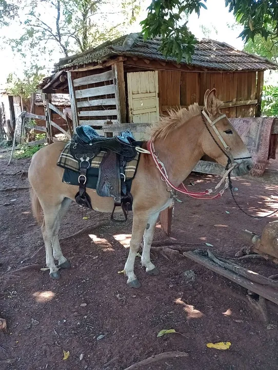 "uma mula" no Brasil