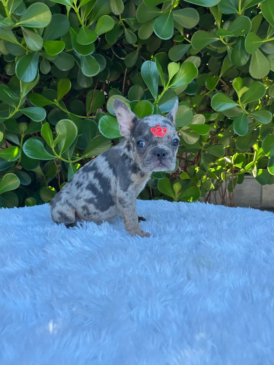 Filhotes Buldog Francês merle só hj - Cachorros - Tijuca, Rio de ...