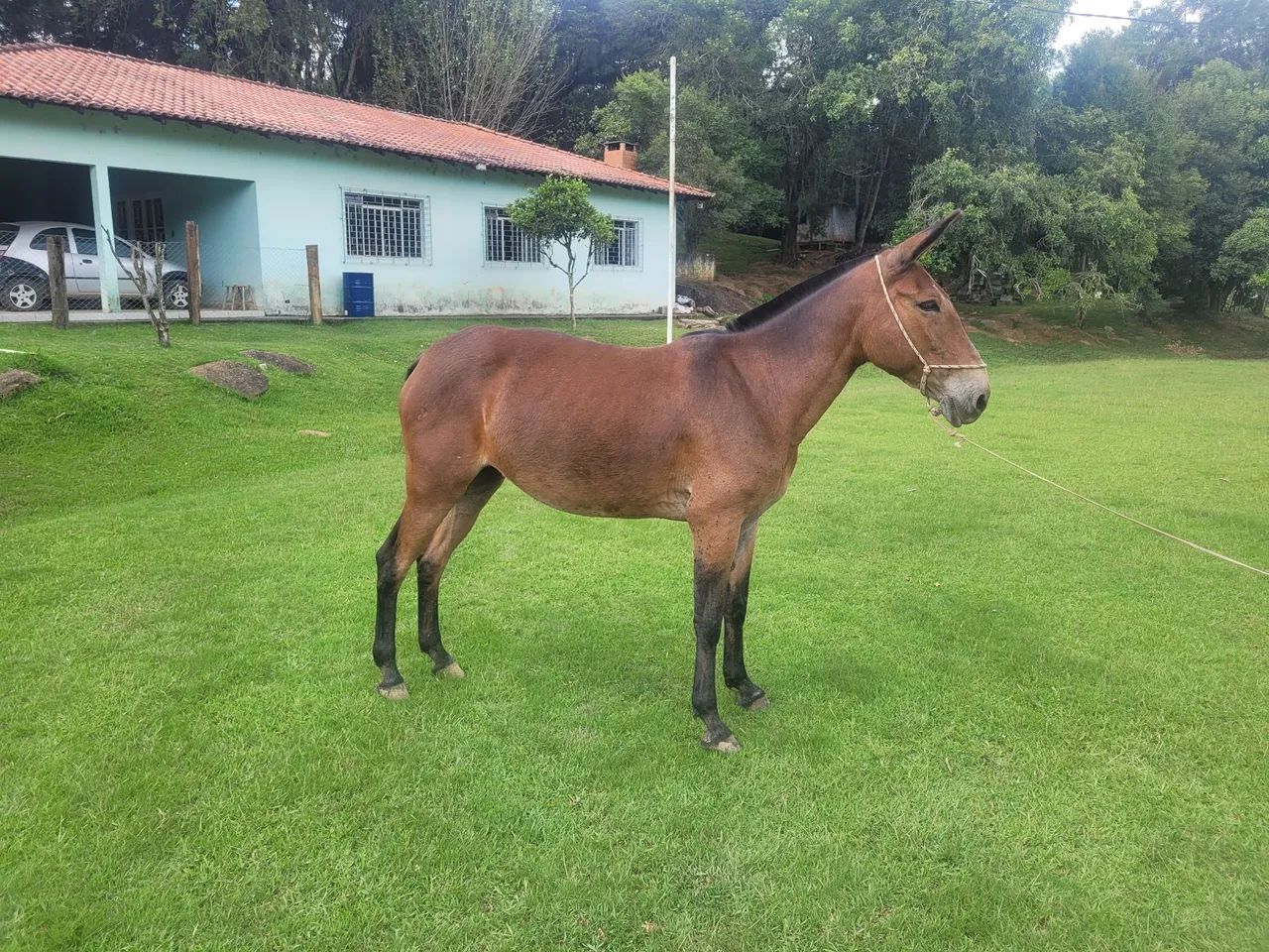 Mula de patrão - Animais para agropecuária - Alto Boqueirão, Curitiba ...