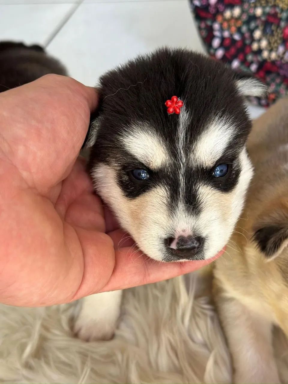Husky Siberiano - FILHOTES - Cachorros - Centro, Campina Grande ...