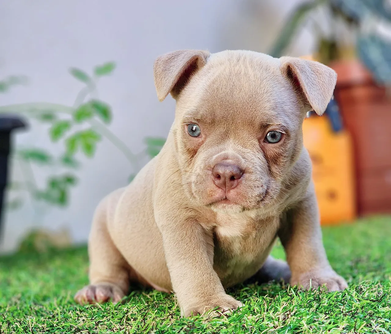 "american bully micro" - Cachorros no Brasil