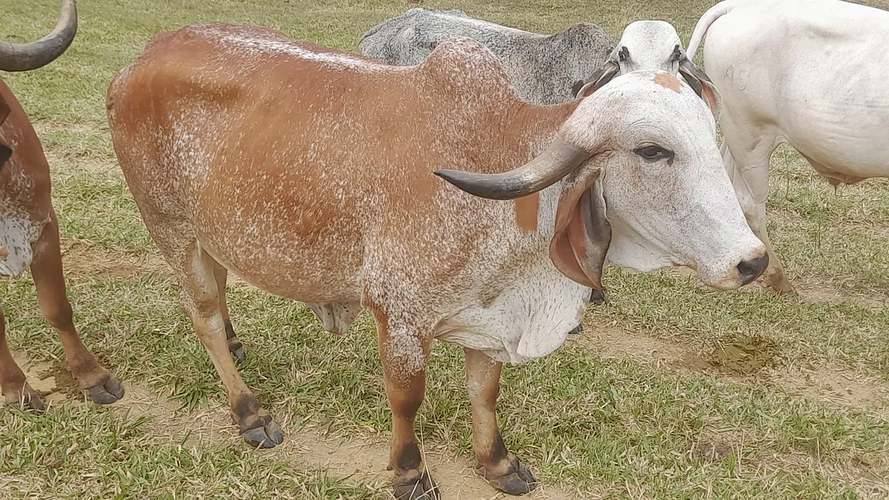 "vacas gir leiteiro" no Brasil
