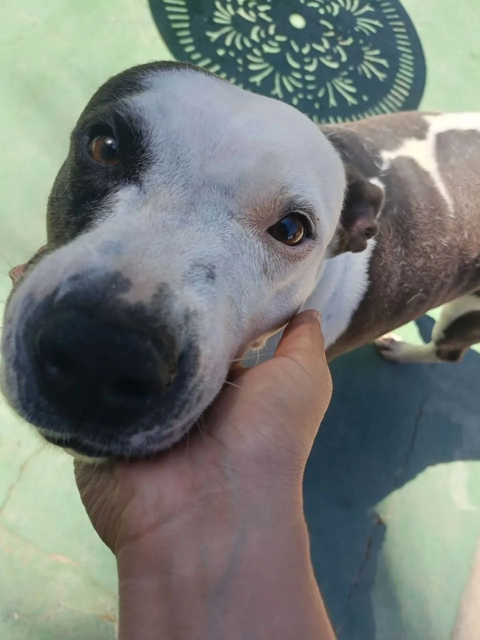 Adoção responsável - Cachorros - Engenho do Mato, Niterói 1473101778 | OLX