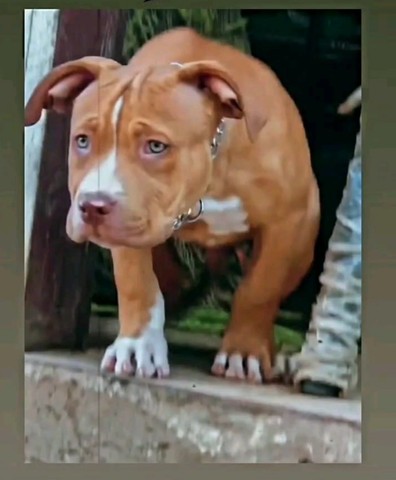 Pit monster adulto | +11 anúncios na OLX Brasil