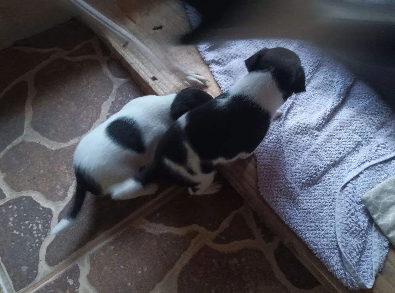 filhotes de cachorro fox paulistinha - Cachorros - Fidélis, Blumenau ...