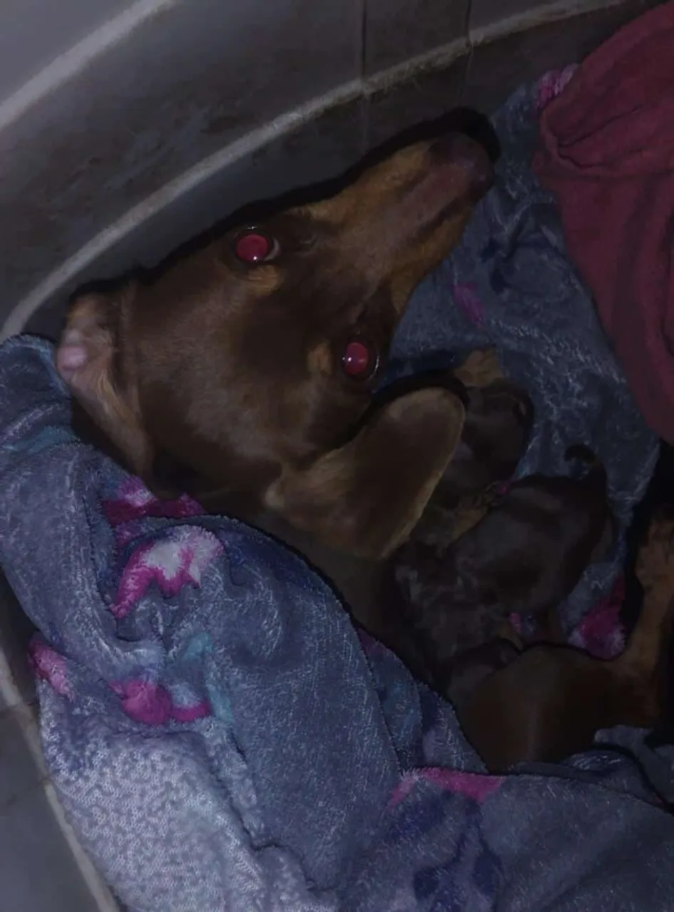 "cachorros da raca pincher" - Cachorros no Brasil