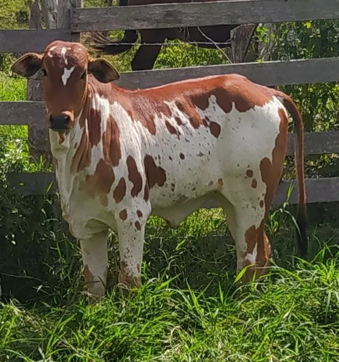 "bezerro nelore" - Animais para agropecuária no Brasil