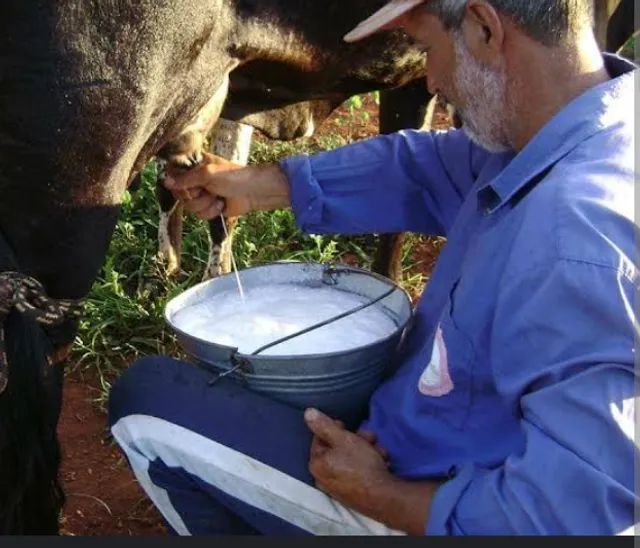 "leite puro" no Brasil