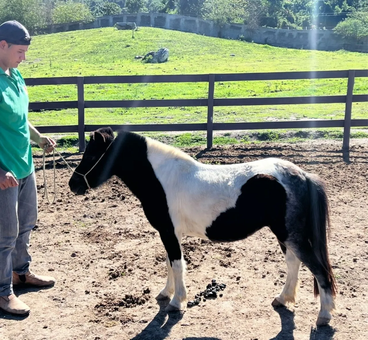 Cavalos no Rio de Janeiro