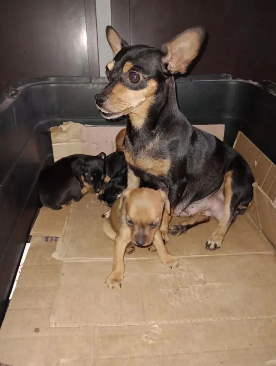 "cachorro pinscher 1" - Cachorros no Brasil