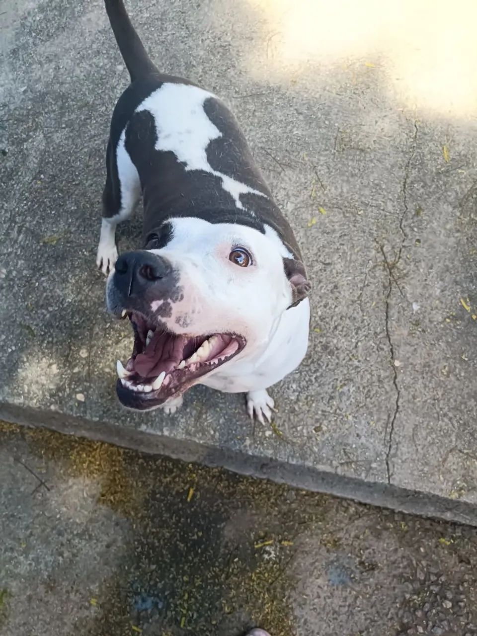 Adoção responsável - Cachorros - Engenho do Mato, Niterói 1473101778 | OLX