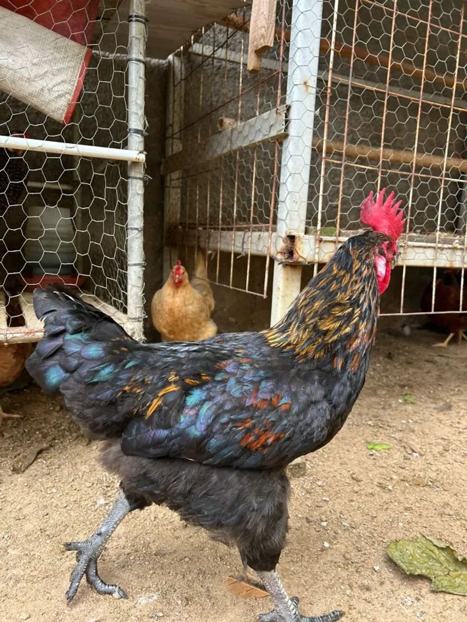 Galinha caipira - Animais para agropecuária - Santa Cruz, Juiz de Fora ...