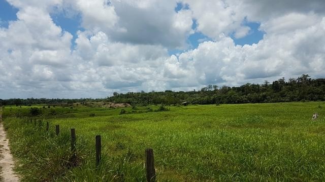 250 Hectares fazenda pronta por 5,5 milhões porteira fechada - Terrenos ...